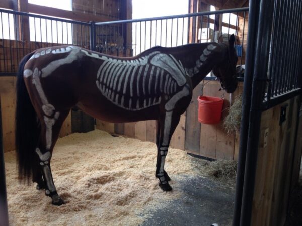 Animals Transformed Into Creepy Skeletons For Halloween - Skullspiration