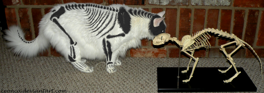 Animals Transformed Into Creepy Skeletons For Halloween - Skullspiration